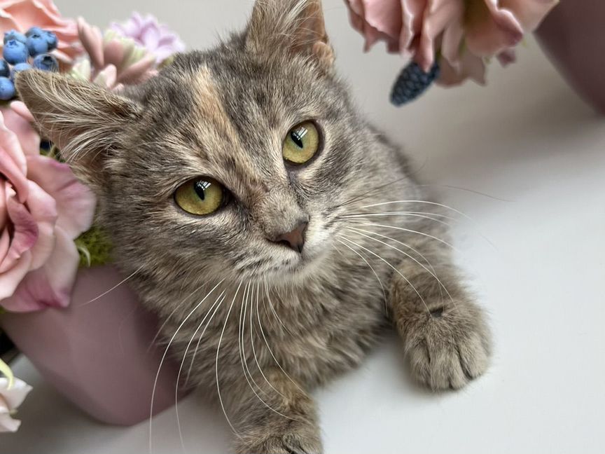Котенок трехцветный девочка в добрые руки