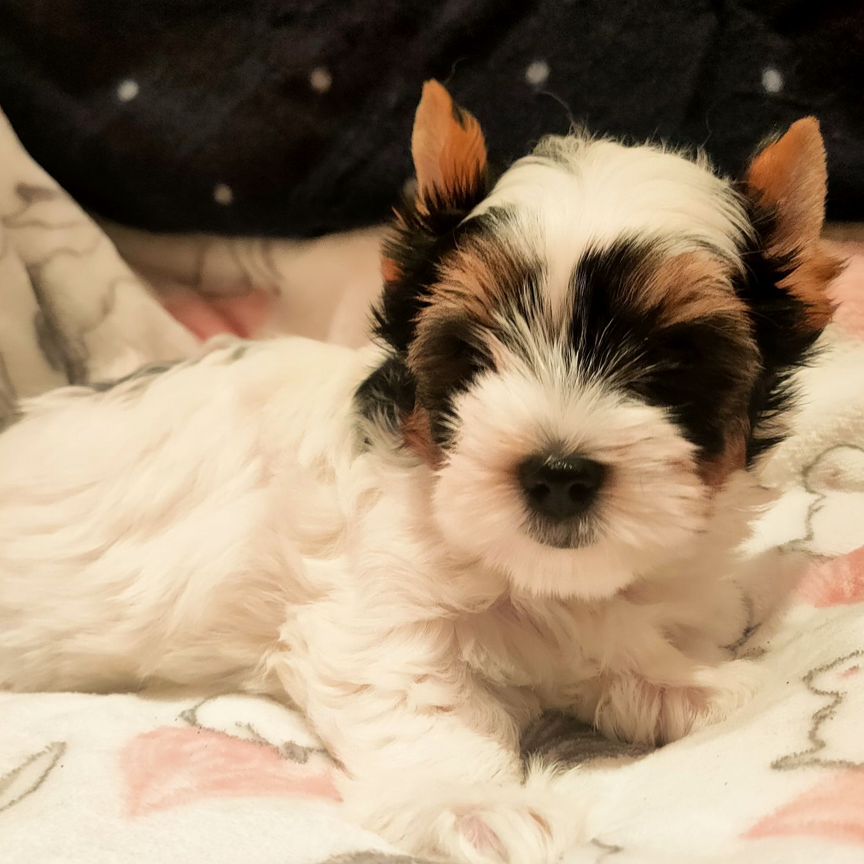 Бивер яркий щенок