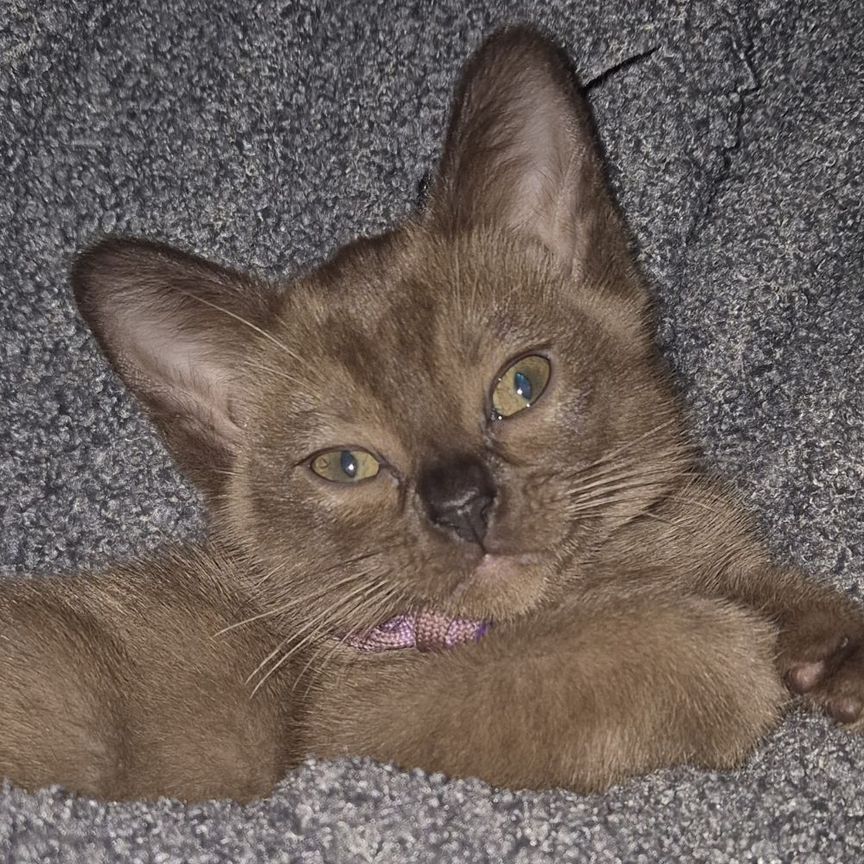 Европейский бурманский котёнок