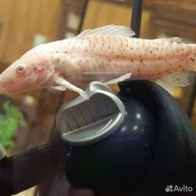 Аквариумные рыбки таракатум сомы