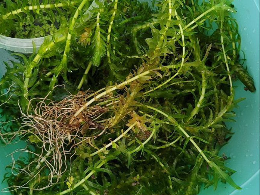 Аквариумное растение