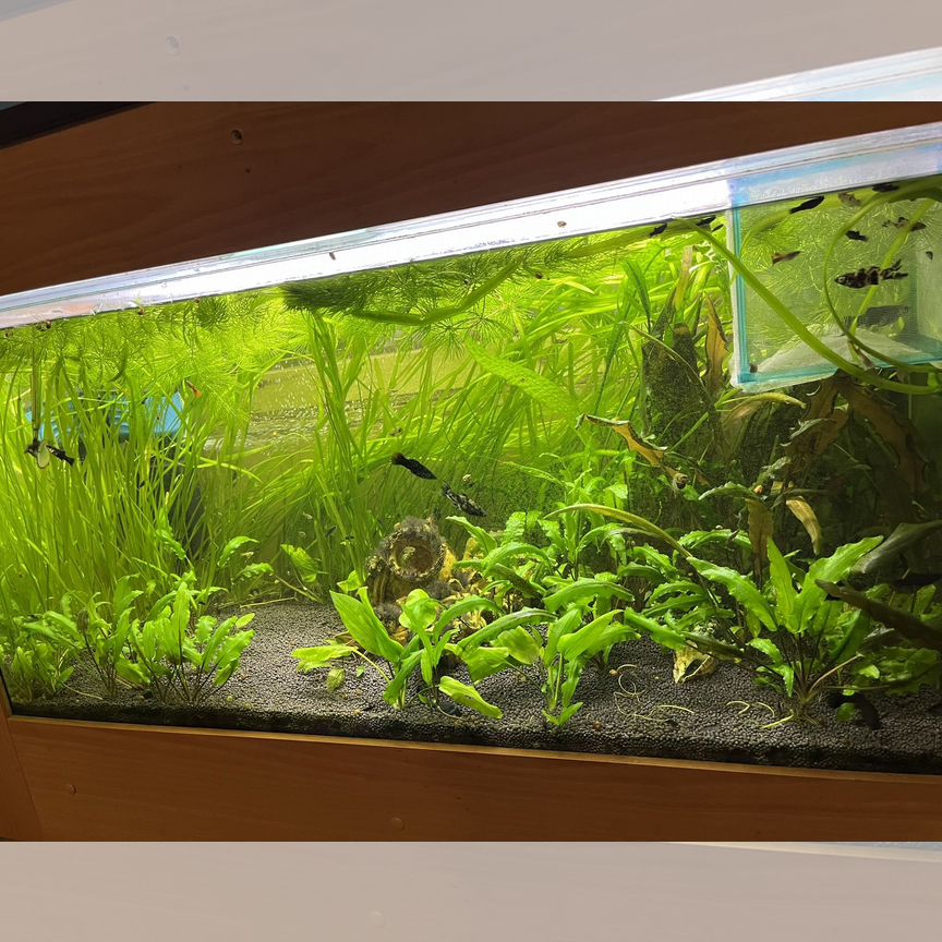 Продам аквариумных рыбок и водоросли