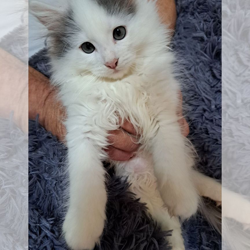 Котята 2 месяца