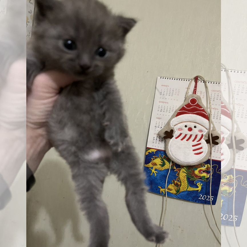 Британский длинношёрстный котёнок