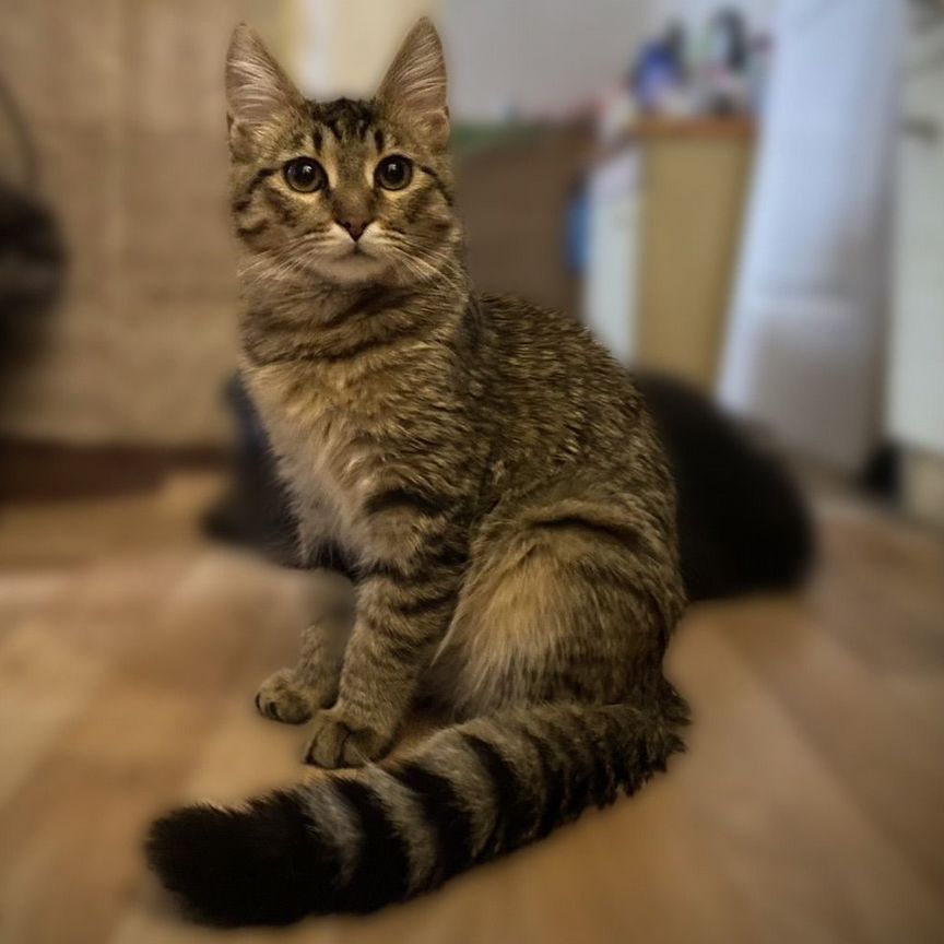 Сибирский котёнок