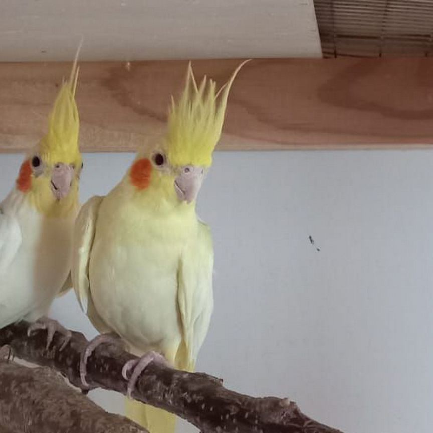 Продаю пару корелл