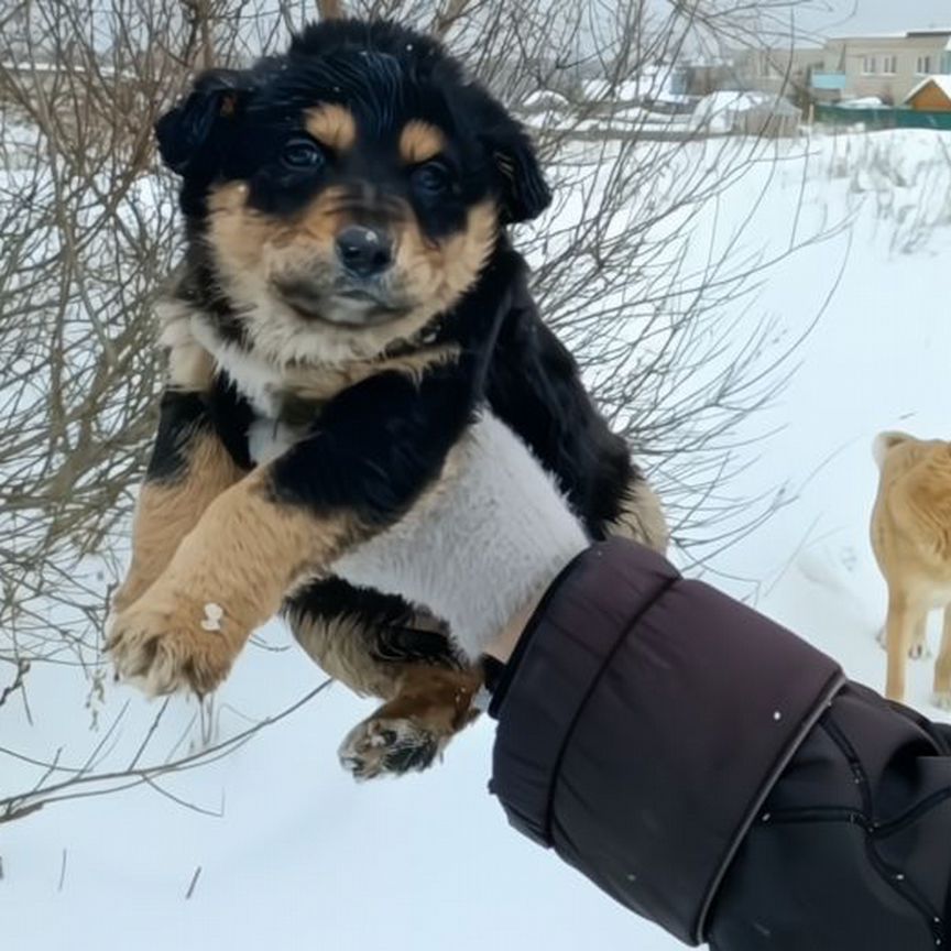 Щенок в добрые руки