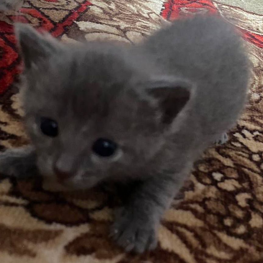 Котята русская голубая, 1 британец