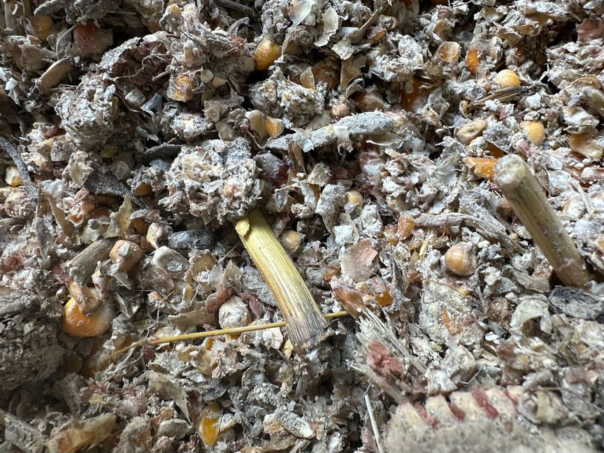 Зерноотходы кукурузы