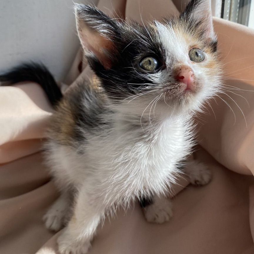 Трехцветный котенок 1,5 месяца