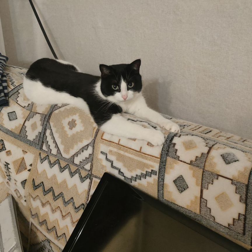 Взрослый кот в добрые руки