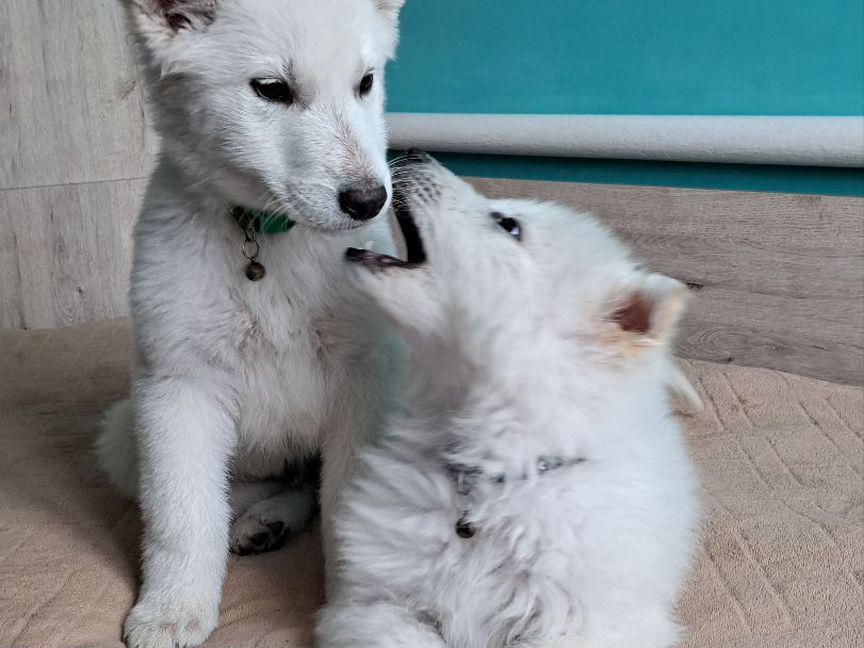 Белая Швейцарская Овчарка Бшо щенки