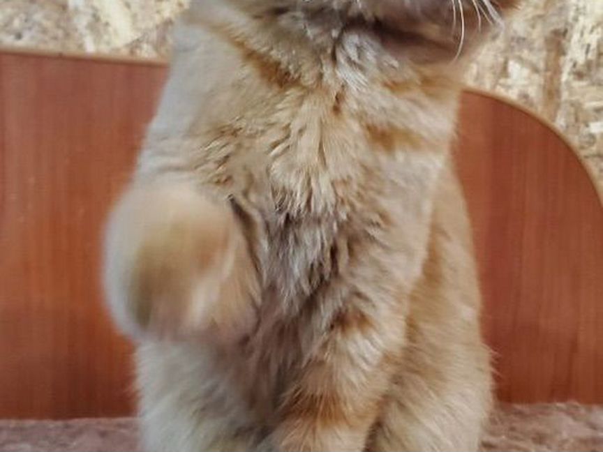 Коты в добрые руки