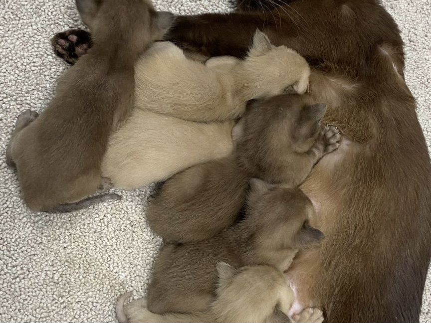 Европейская бурма девочка