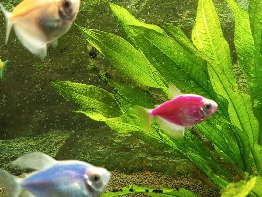 Аквариумные рыбки, Теренции