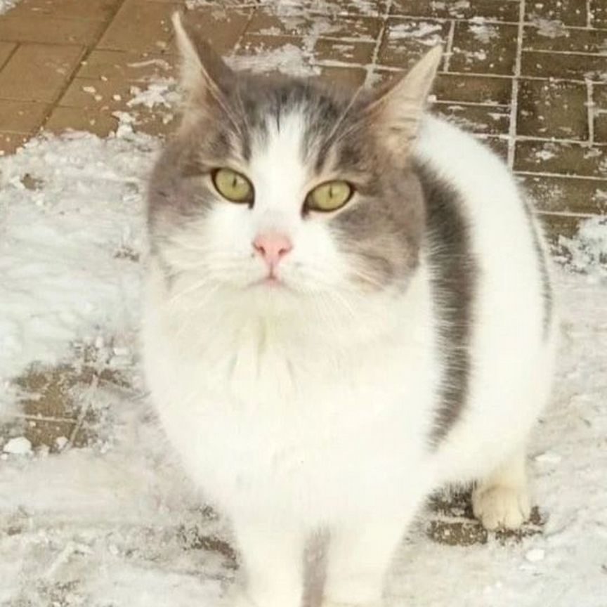 Котик выживает в холода на теплотрассе