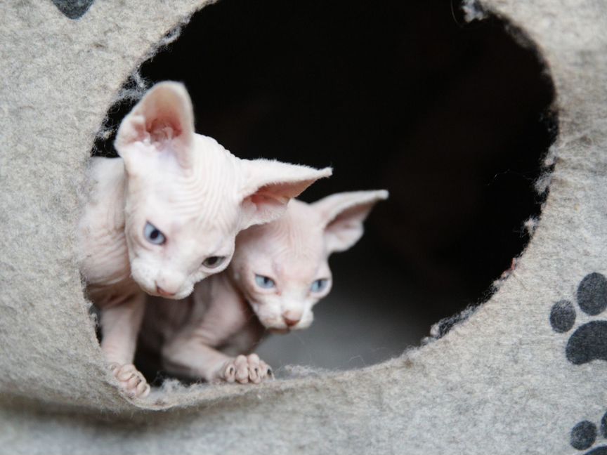 Котята сфинкс