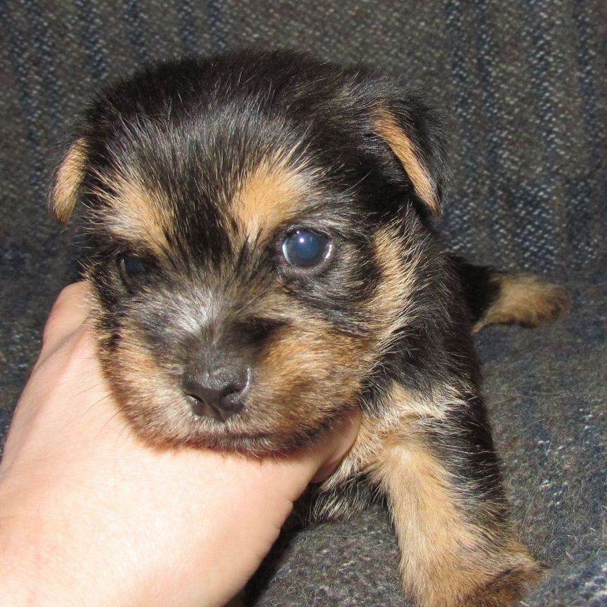 Мальчики норвичи