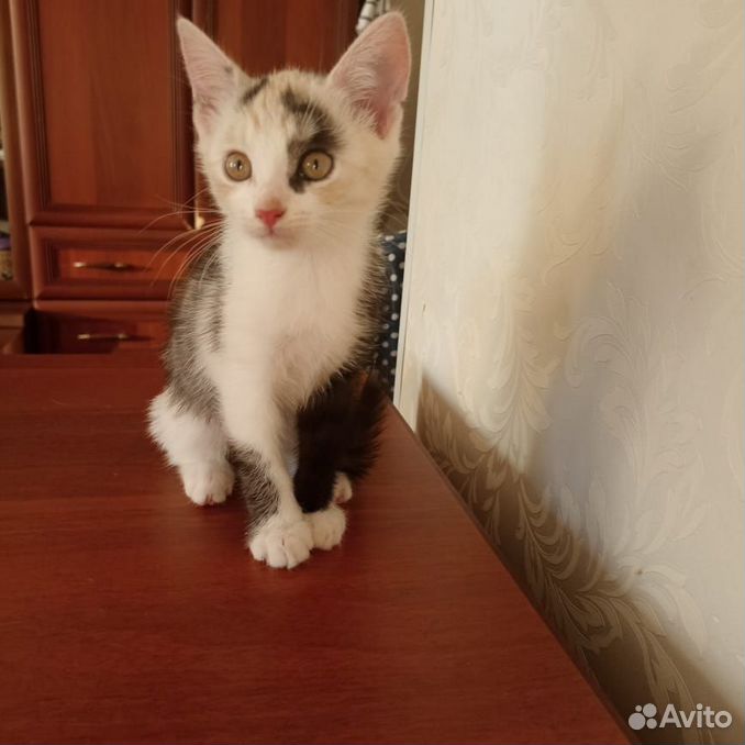 Ласковая кошечка приученная к лотку ищет хозяев