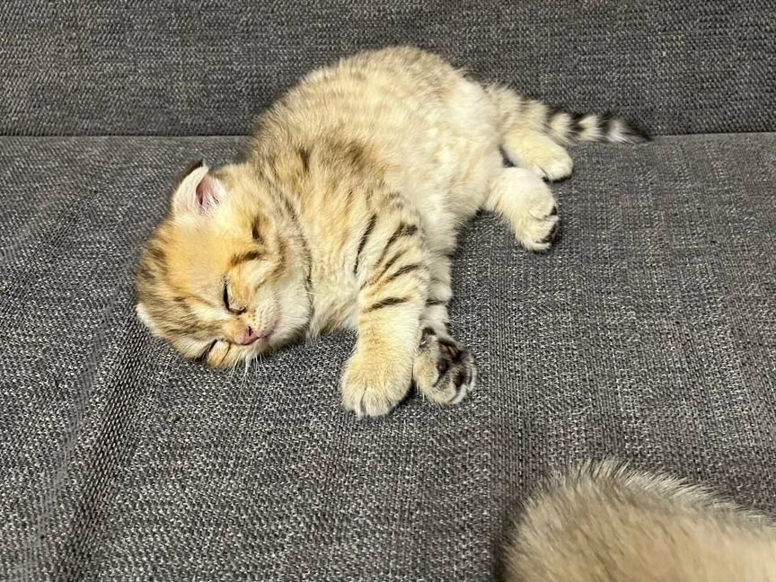 Шотландские вислоухие котята