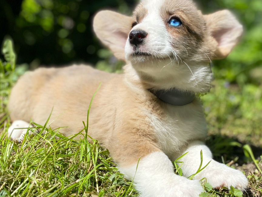 Брюлик (доставка) Вельш корги кардиган