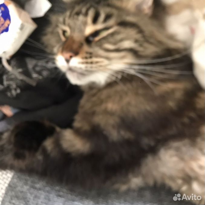 Кот мэйнкун