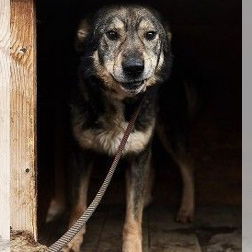 Взрослый пёс в добрые руки