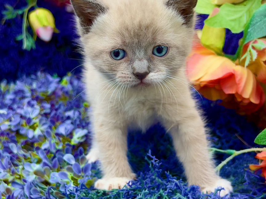 Голубоглазая красотка кошечка