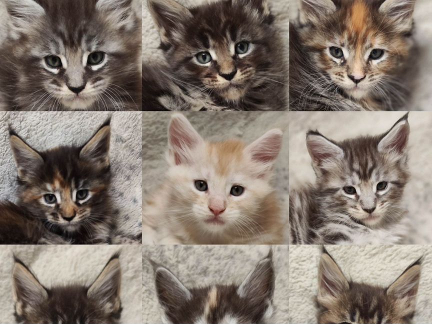 Котята Мейн Кун из питомника