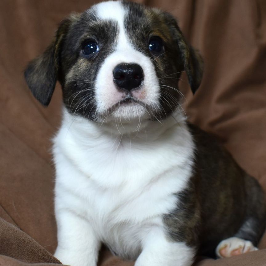 Вельш Корги Кардиган, щенок