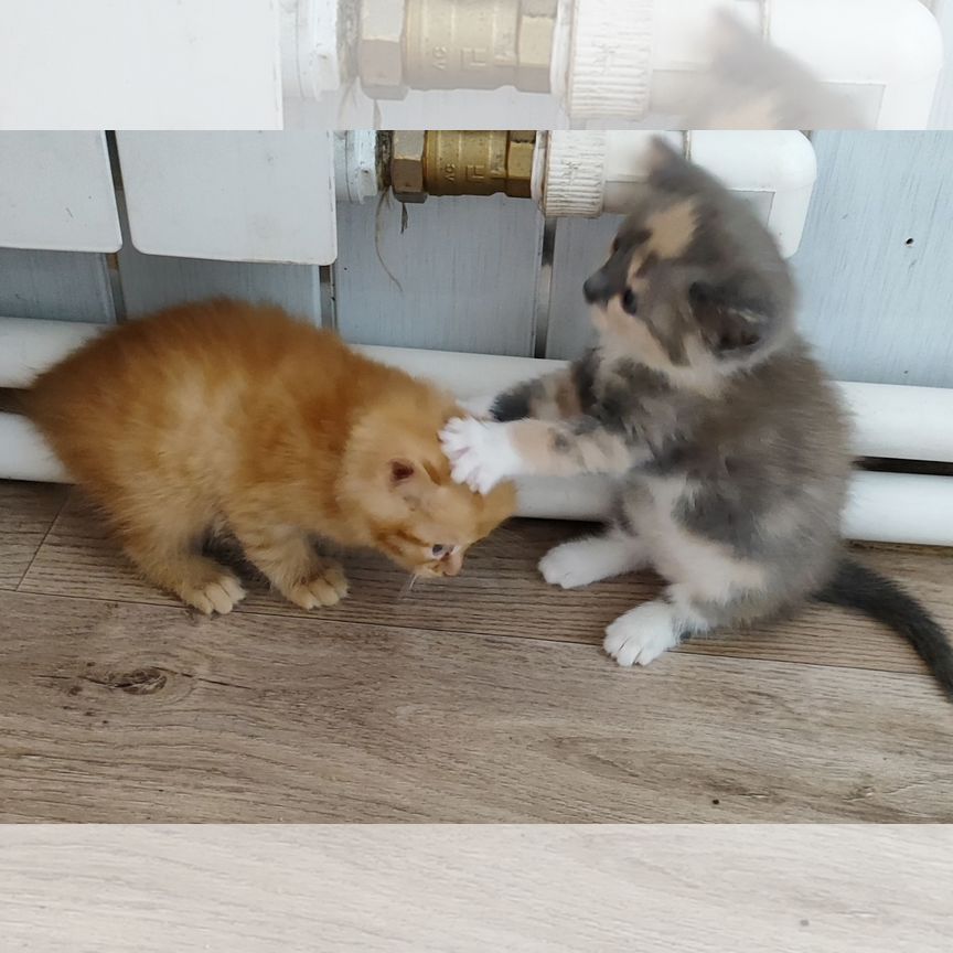 Египетская мау котёнок