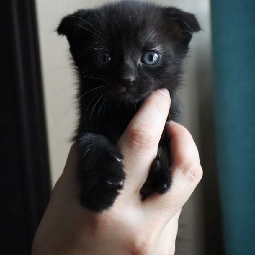 Котята в добрые руки, 2 девочки, 2 мальчика