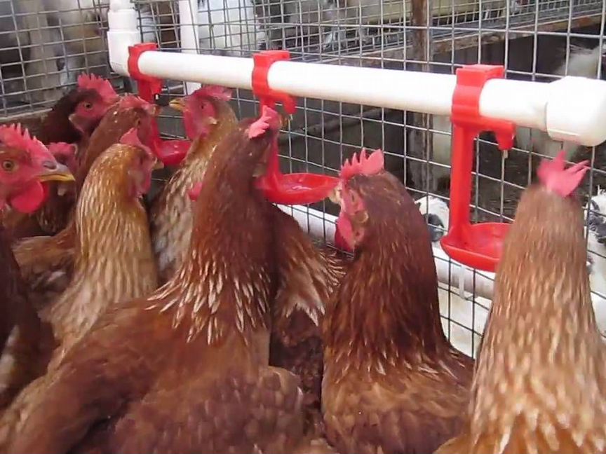 Куры и цыплята