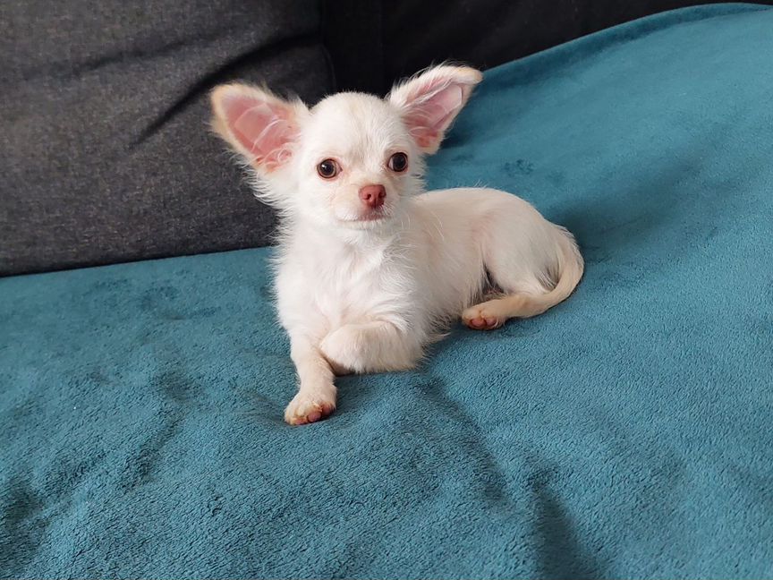 Чихуахуа мальчик длинношерстный