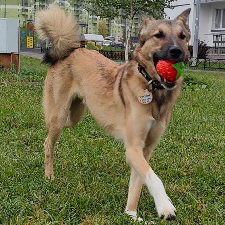 Отдам бесплатно в хорошие руки