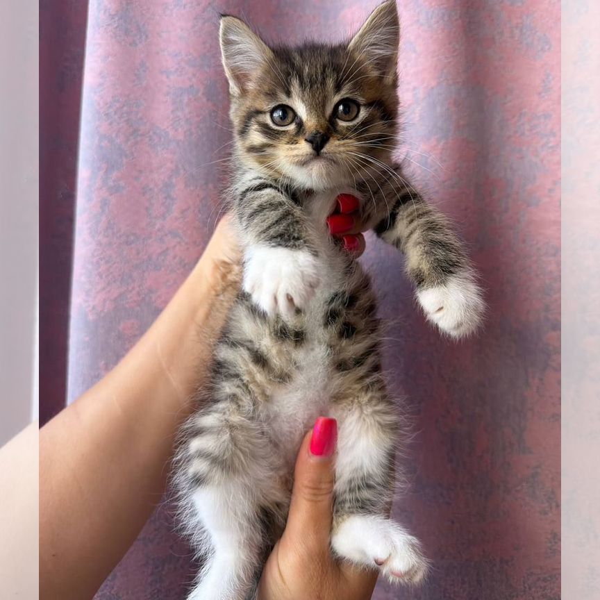 Котёнок в добрые руки