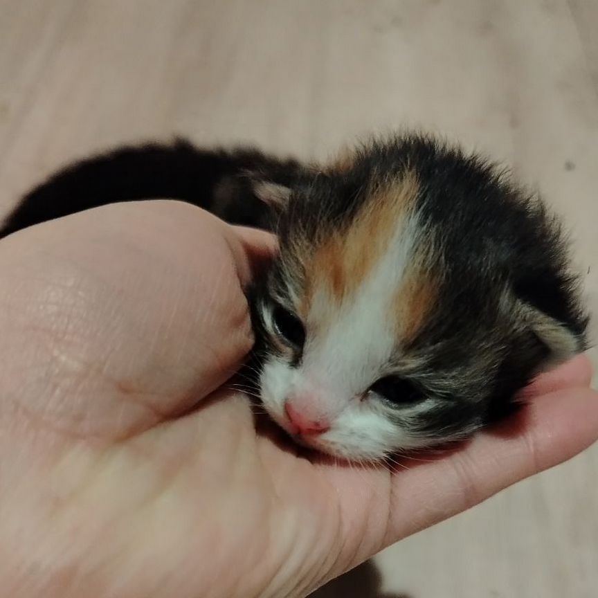 Сибирский котёнок