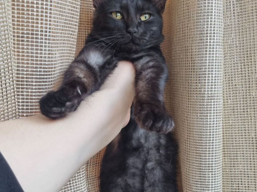 Египетская мау мальчик