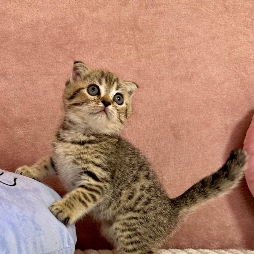 Шотландские котята