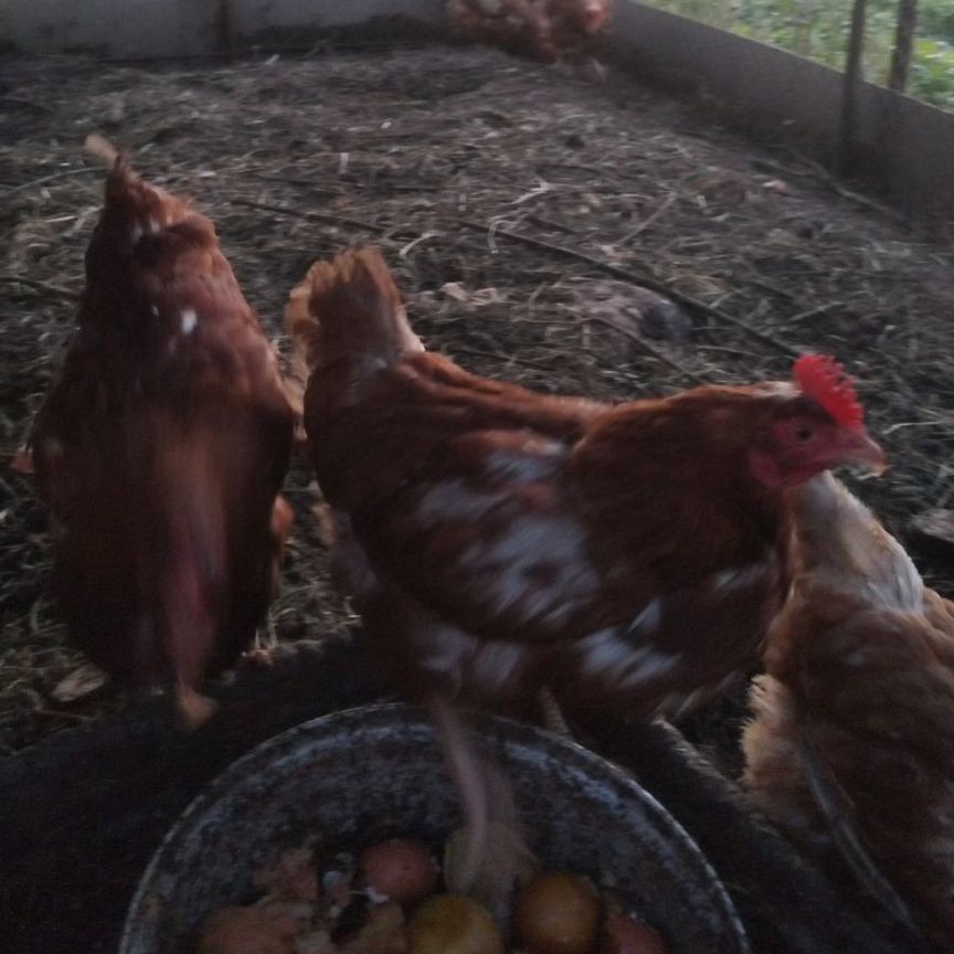 Продам кур