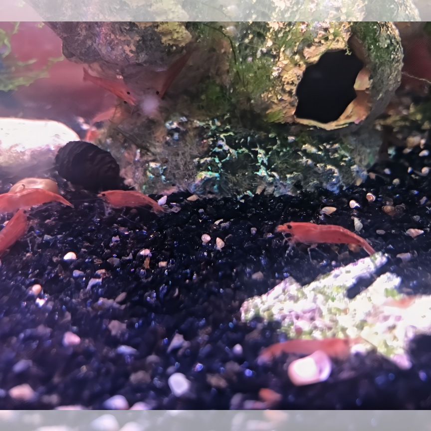 Креветки вишня