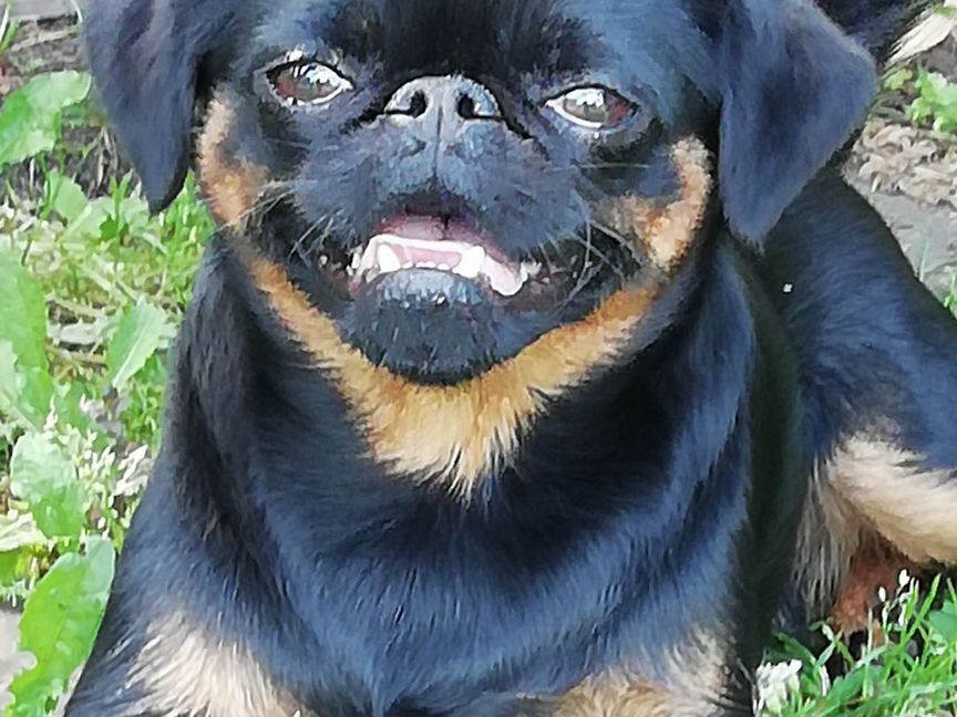 Пти брабансон