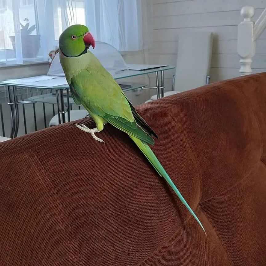 Ожеревый попугай