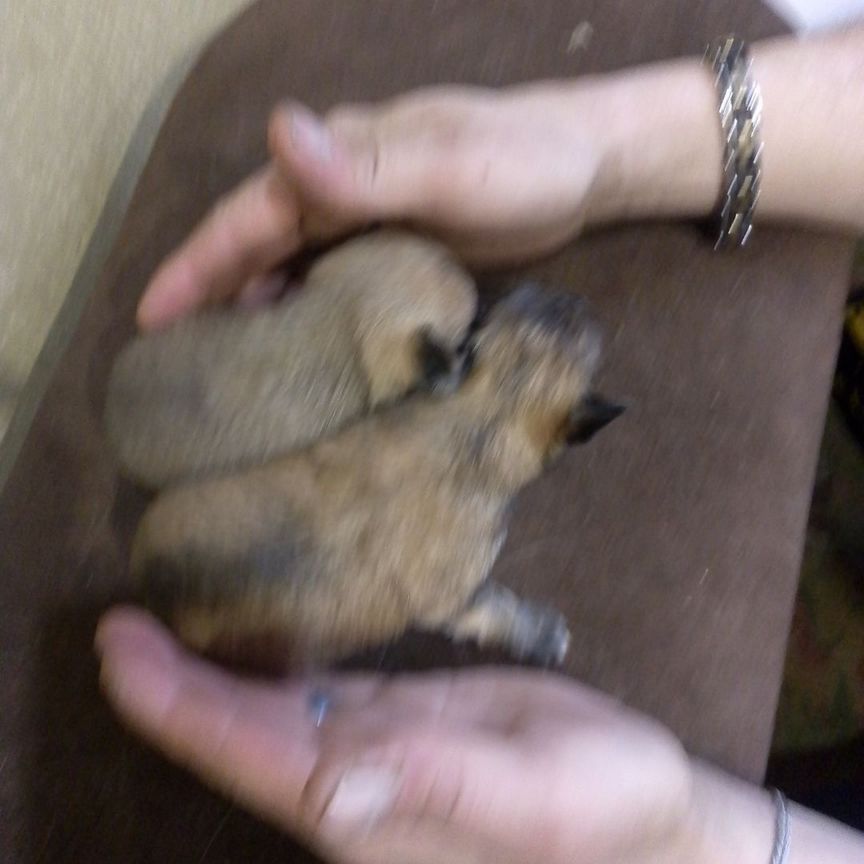 Щенки
