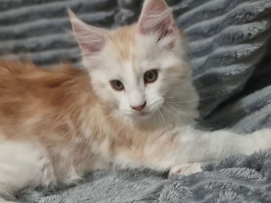Котята мейн-кун полидакт