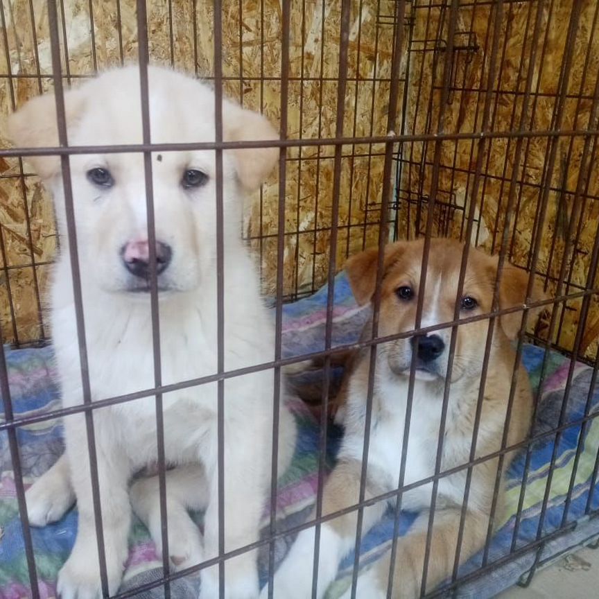 Щенки мальчики