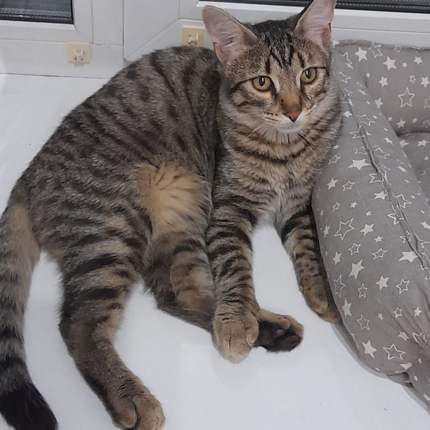 Взрослый кот в добрые руки