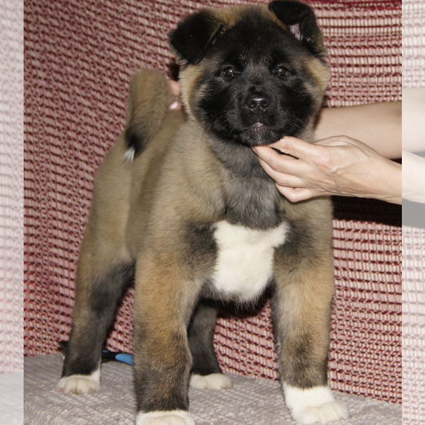 Американская акита, щенок