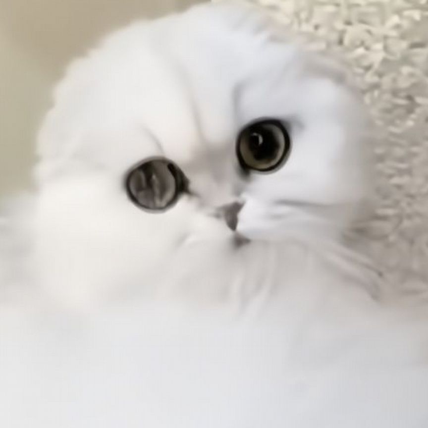 Шотландский вислоухий длинношёрстный котёнок