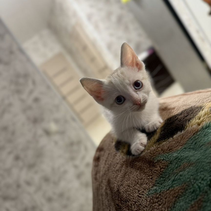 Котята